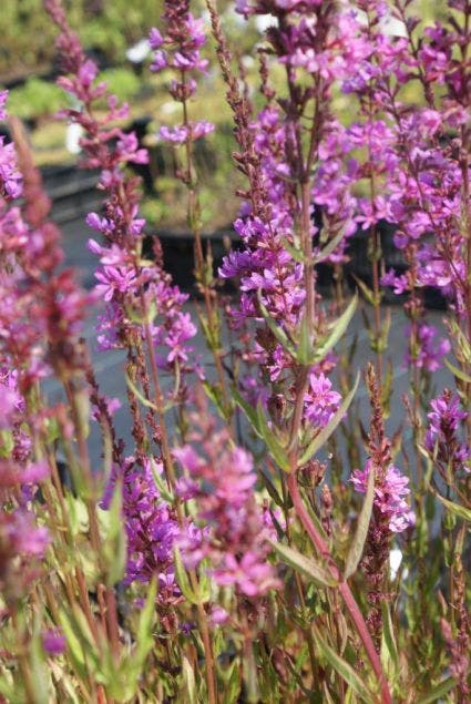Kattestaart (Lythrum salicaria 'Blush') | Directplant