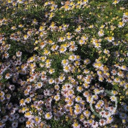 Aster (Aster ericoides 'Erlkonig')
