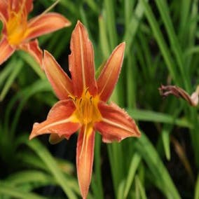 Daglelie (Hemerocallis 'Margaret Perry')
