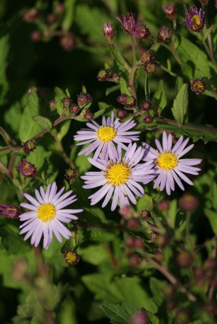 Aster (Aster ageratoides 'Asran') | Directplant