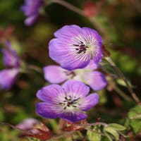 Ooievaarsbek (Geranium 'Sweet Heidy')