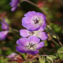 Ooievaarsbek (Geranium 'Sweet Heidy')