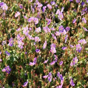 Ooievaarsbek (Geranium 'Sweet Heidy')