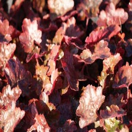 Purperklokje (Heuchera 'Rachel')
