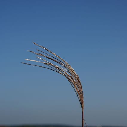 Prachtriet, Olifantgras (Miscanthus sinensis 'Flamingo')