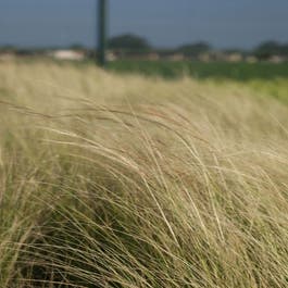 Vedergras (Stipa tenuissima 'Ponytails') | Directplant