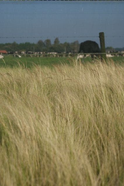 Vedergras (Stipa tenuissima 'Ponytails') | Directplant