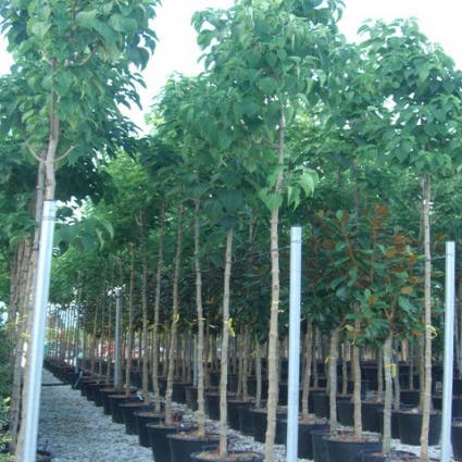 Pindakaasboom (Clerodendrum trichotomum)