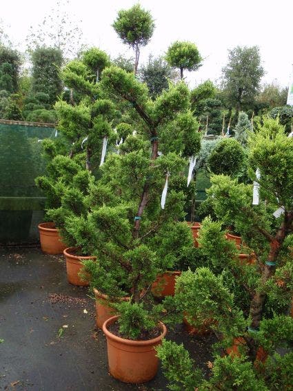 Cipres als bonsai (Cupressus macrocarpa 'Aurea') | Directplant