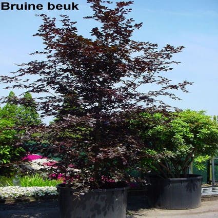 Rode Beukenboom (Fagus sylvatica 'Atropunicea' )