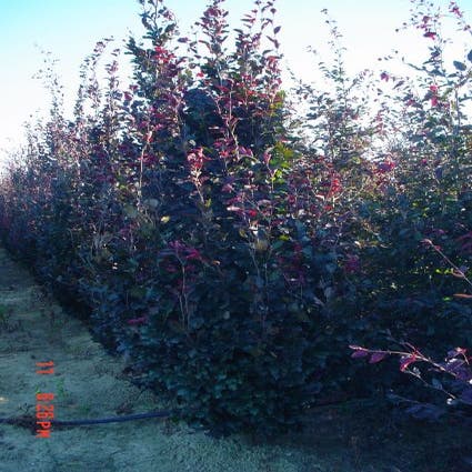 Rode Beukenboom (Fagus sylvatica 'Purpurea Latifolia')