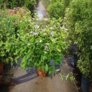 Hortensia (Hydrangea serrata 'Bluebird')