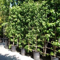 Amberboom als leivorm (Liquidambar styraciflua 'Worplesdon')