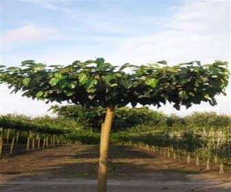 Moerbeiboom kopen? Altijd voordelig! | Directplant