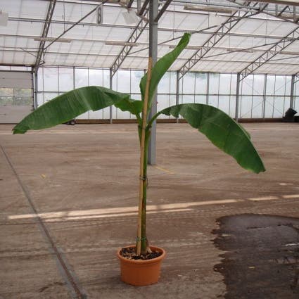 Bananenboom (Musa basjoo)