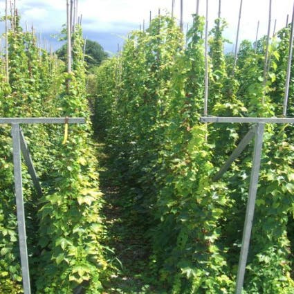 Wingerd (Parthenocissus tricuspidata 'Veitchii')