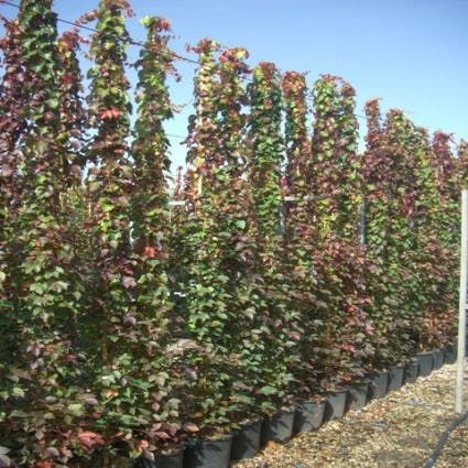 Wingerd (Parthenocissus tricuspidata 'Veitchii')