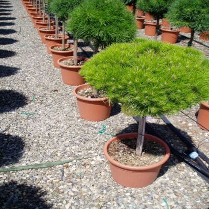 Den op stam (Pinus nigra 'Brepo')