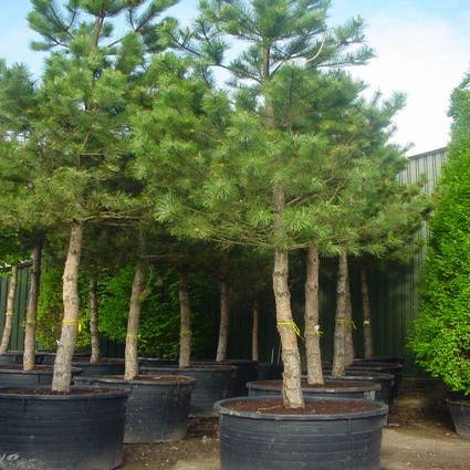 Oostenrijkse den als boom (Pinus nigra nigra)