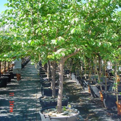 Amandelboom (Prunus dulcis)