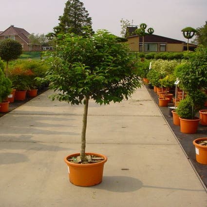 Portugese laurier op stam (Prunus lusitanica 'Angustifolia')