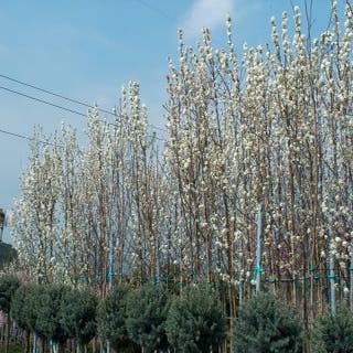 Chinese sierpeer (Pyrus calleryana 'Chanticleer')