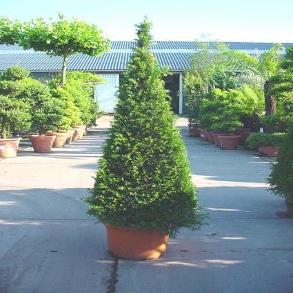 Taxus als Egyptische pyramide (Taxus baccata)