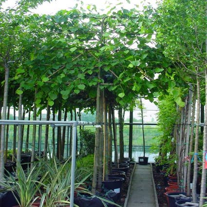 Leilinde (Tilia vulgaris 'Pallida')