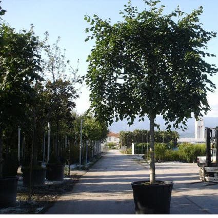 Leilinde (Tilia vulgaris 'Pallida')