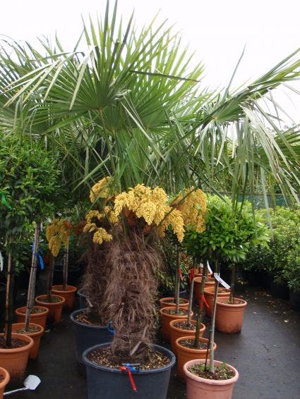 Winterharde palm (Trachycarpus fortunei) | Directplant
