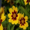 Meisjesogen (Coreopsis lanceolata 'Baby Gold')