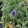 Kogeldistel (Echinops ritro 'Veitch's Blue') | Directplant