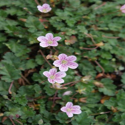 Reigersbek (Erodium variabile 'Roseum')