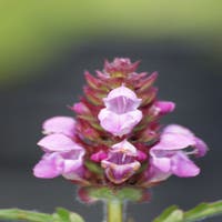 Brunella/brunel/bijenkorfje (Prunella webbiana 'Rosea')