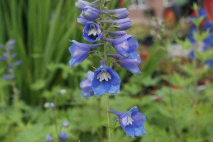 Ridderspoor (Delphinium 'Blue Bird') | Directplant