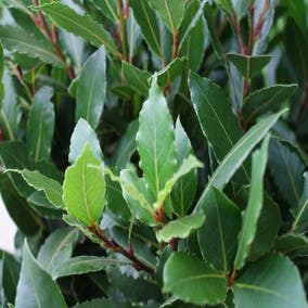 Echte laurier als boom (Laurus nobilis)