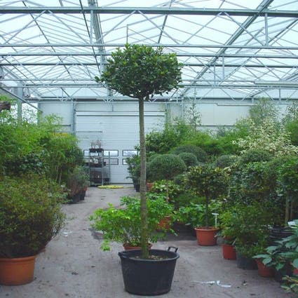 Echte laurier als boom (Laurus nobilis)