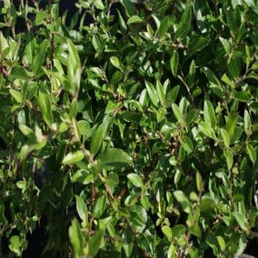 Vuurdoorn (Pyracantha 'Red Cushion')