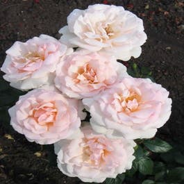 Stamroos (Rosa 'A Whiter Shade Of Pale')