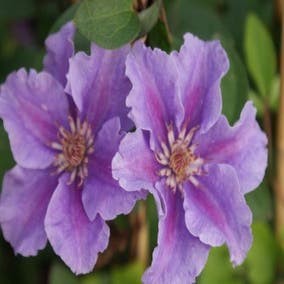Clematis 'Ashva' online bestellen bij Directplant