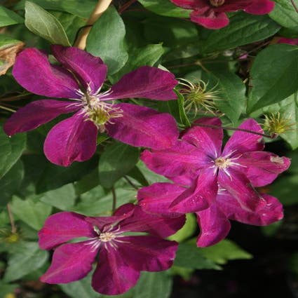 Clematis 'Huvi' bestellen en online kopen