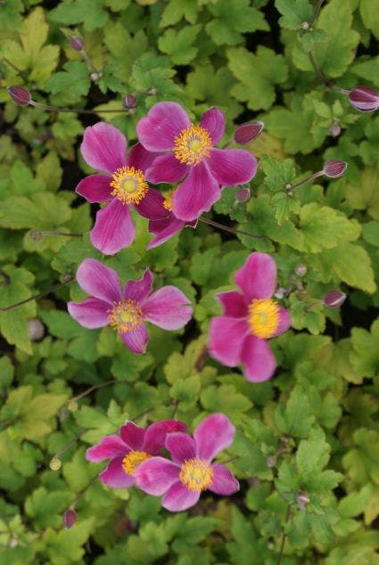 Japanse Anemoon (Anemone hupehensis 'Splendens') | Directplant