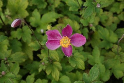 Japanse Anemoon (Anemone hupehensis 'Splendens') | Directplant