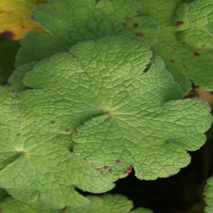Ooievaarsbek (Geranium magnificum 'Turco')