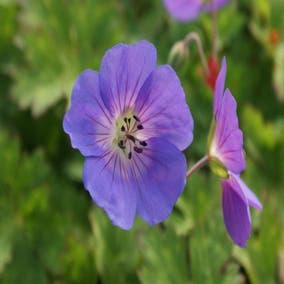 Geranium Rozanne kopen met groeigarantie? - Lange bloei