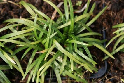 Slangebaard / Japans slangengras (Ophiopogon japonicus 'Minor ...