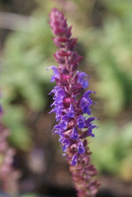 Salie (Salvia nemorosa 'Ostfriesland') | Directplant
