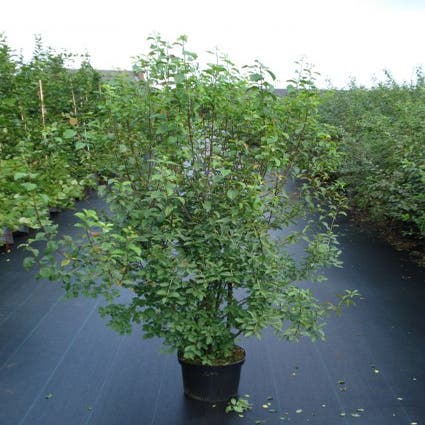 Sleedoorn kopen? Prunus spinosa met groeigarantie