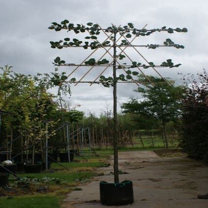 Leilinde (Tilia vulgaris 'Pallida')