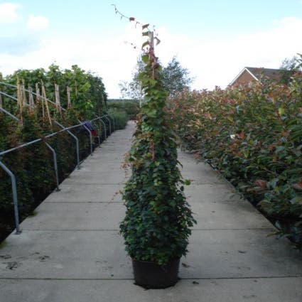 Wingerd (Parthenocissus tricuspidata 'Veitchii')